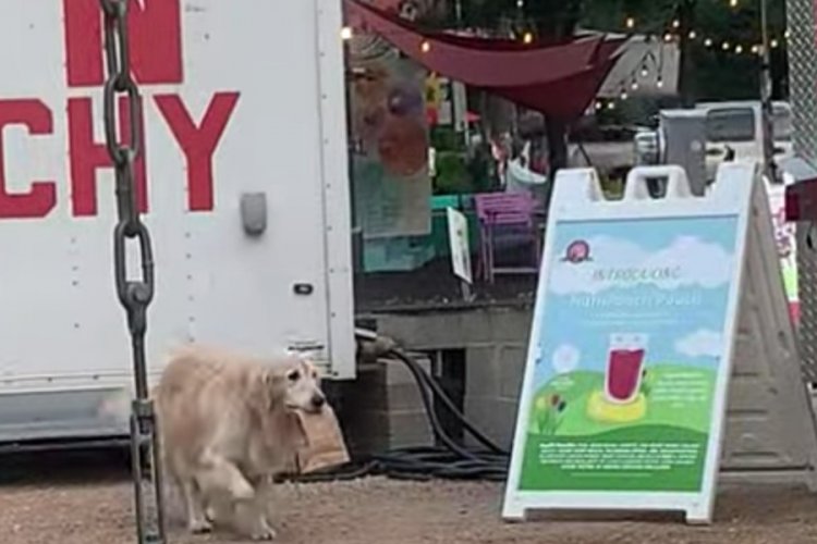 Perrito se convierte en el repartidor estrella de un food truck y su ...
